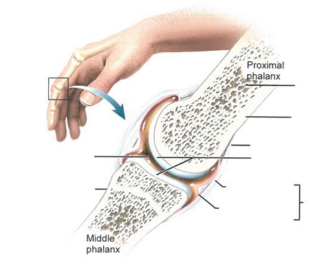 Diagram Of Synovial Joint Diagram Quizlet