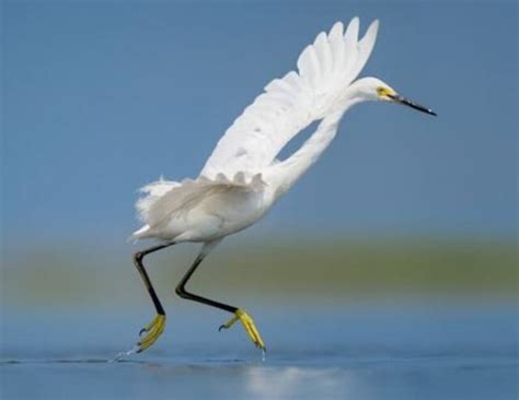 Bird Claws And Talons Functions Adaptations And Uses