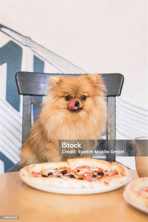 포메라니안 스피츠는 피자와 커피 한 잔과 함께 카페에 앉아 있습니다 개념에 대한 정크 푸드 0명에 대한 스톡 사진 및 기타 이미지 Istock