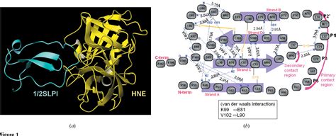 Table 1 From Diffraction Structural Biology Synchrotron Radiation Complex Of Human Neutrophil