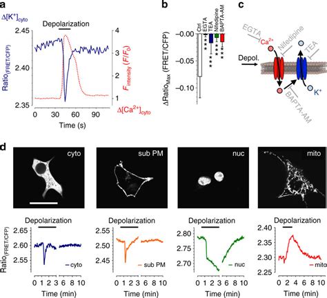 Real Time Imaging Of Intracellular K⁺ Fluxes A Representative Single Download Scientific