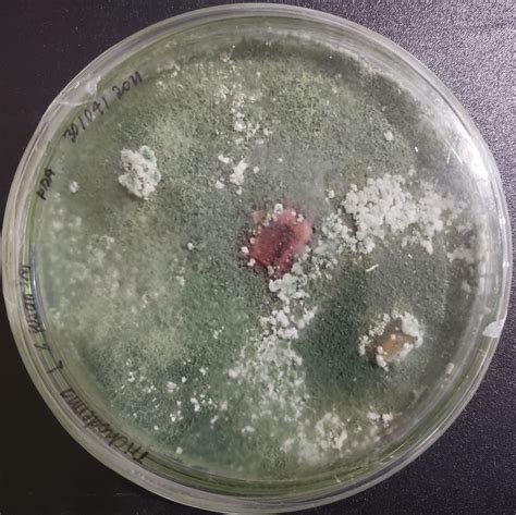 Biofungicida Trichoderma Longibrachiatum Bolsa Nacional De Productos Agropecuarios