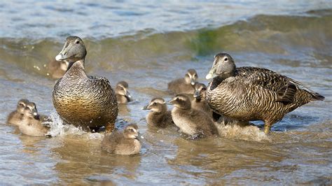 Common Eider Birdforum