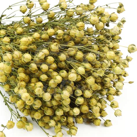 Len Suszony Linum Naturalny Zielony Preserved Nature