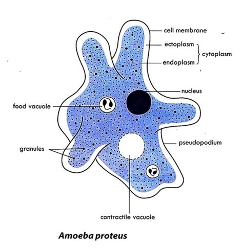 The Structure And Life Processes Of Amoeba Proteus