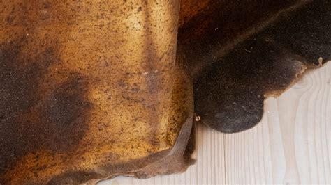 Natural Material Studio Turns Dinesens Wood Offcuts Into Biomaterials