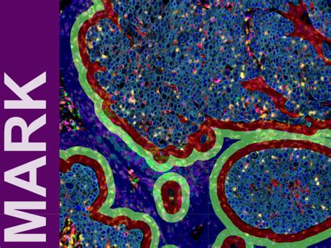 免疫检查点多重免疫荧光解决方案 知乎