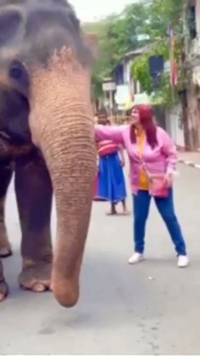 දළදා හිමි සරණයි Youtube