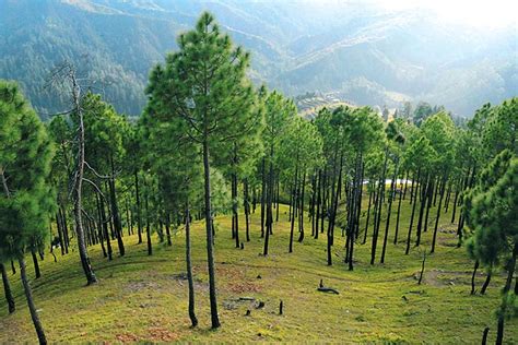 Grumpy Traveller Chir Pine Blues