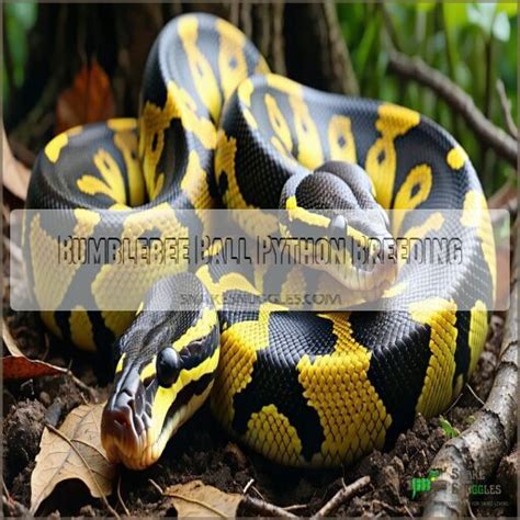 Bumblebee Ball Python Genetics Morphs Patterns And Breeding Explained