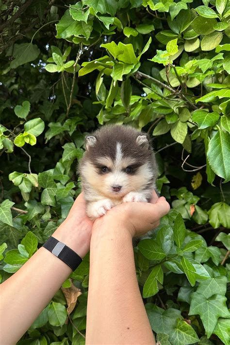Sooie Female Pomsky Kims Pups