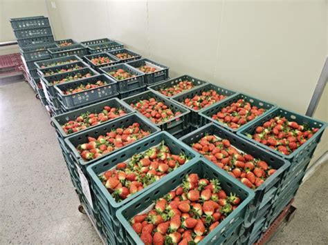 화순군 겨울철 대표 과일 딸기 본격 출하 시작