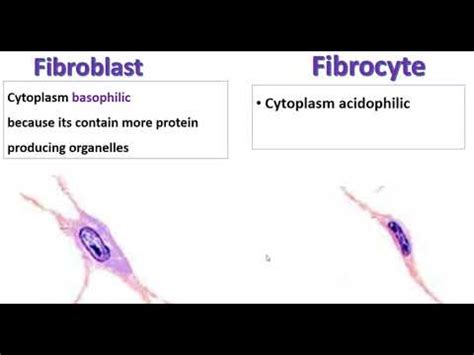 Perbedaan Antara Fibroblast Dan Fibrocyte Perbedaan Antara 2024