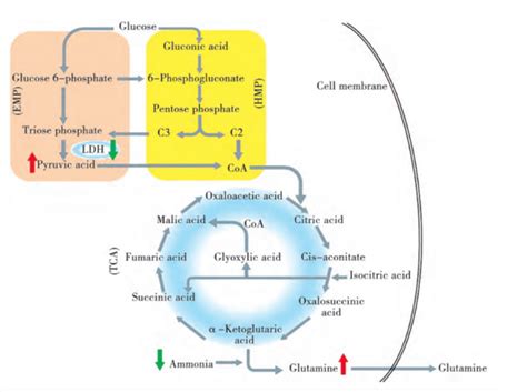 Introduction To Cho Cell Metabolic Pathway Modification Cd Biosynsis