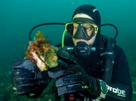 World Is An Oyster For Reef Rebuilders Restoring Australias Great