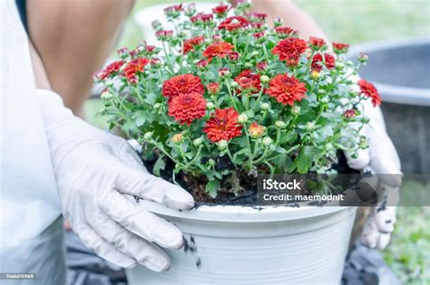 흰 장갑과 원예 도구로 땅에 하얀 화분에 국화 꽃을 심는 손의 클로즈업 화창한 아침에 정원에 꽃을 심는 정원사 여자 원예 및 식물학 개념 가자니아에 대한 스톡 사진 및 기타