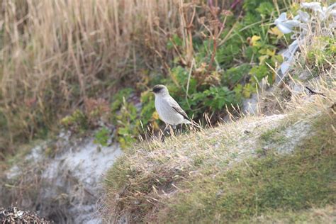 Monkey Business Mostly About Birding Falklands Carcass Island