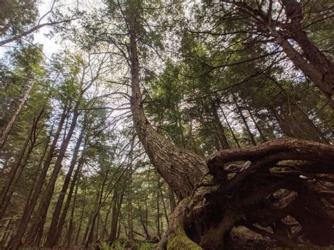 Ripley Hill Preserve Cnylt