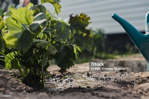 여름 더위에 농장에 야채 식물에 물을 뿌리는 것은 깡통으로 물을줍니다 원예 개념 침대 줄에서 자라는 농업 식물 경작지에 대한 스톡 사진 및 기타 이미지 Istock
