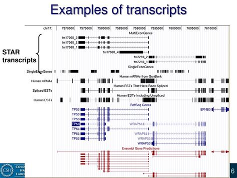 Ppt Spliced Transcripts Alignment And Reconstruction Powerpoint Presentation Id3729256