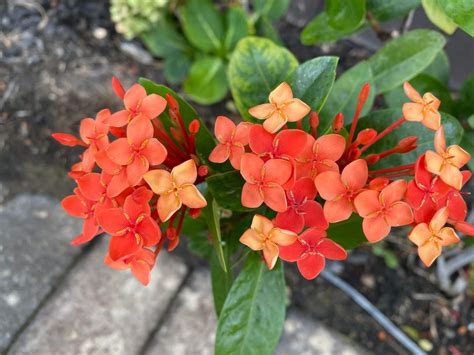 Root Zone Dynamics How Deep Should You Plant For Optimal Growth