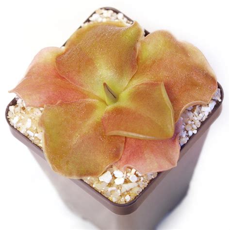 Pinguicula John Rizzi Mexican Butterwort Curious Plant