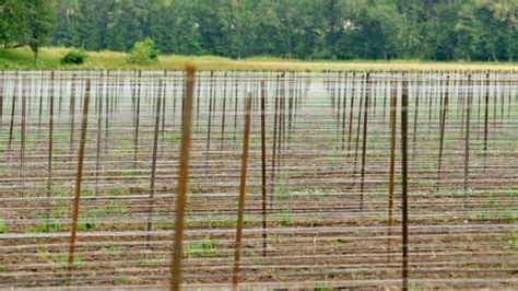 7 Steps How To Build A Trellis For Raspberries Best Tips
