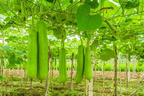 Bottle Gourd Plant