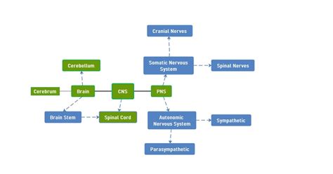 Nervous System Concept Map Template EdrawMind