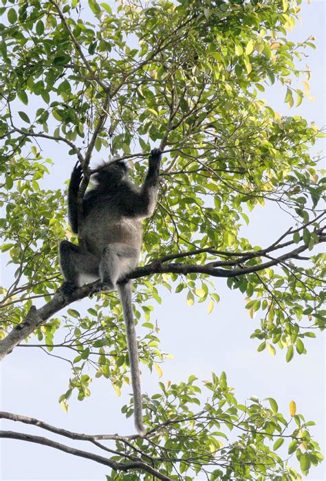 Trachypithecus Cristatus Silvered Langur — Coke Smith Wildlife