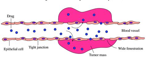 Schematic Representation Of The Epr Effect Download Scientific Diagram