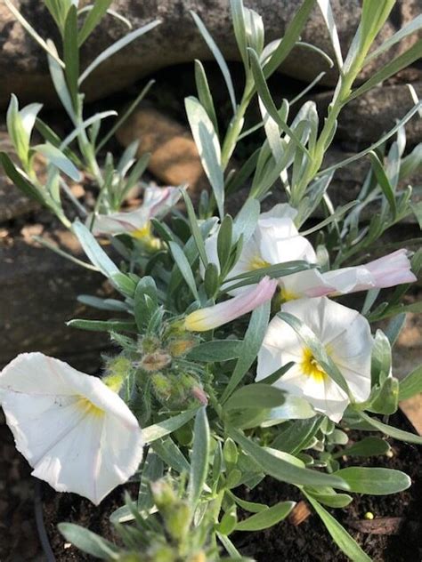 Convolvulus Cneorum Plant Shop