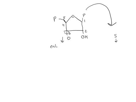 SOLVED The Nucleotide Sequence Of One DNA Strand Of A DNA Double Helix Is