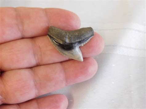 Fossil Shark Tooth Bone Valley Fl Fossils And Artifacts For Sale Paleo Enterprises