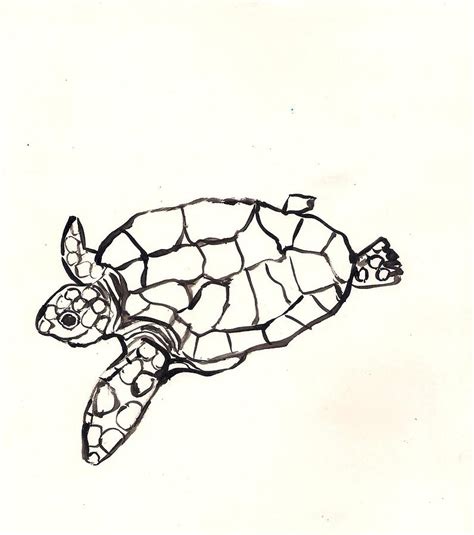 Loggerhead Sea Turtle Drawing Free Download On ClipArtMag