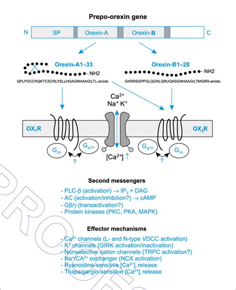 Molecular Basis Of The Orexin System Download Scientific Diagram