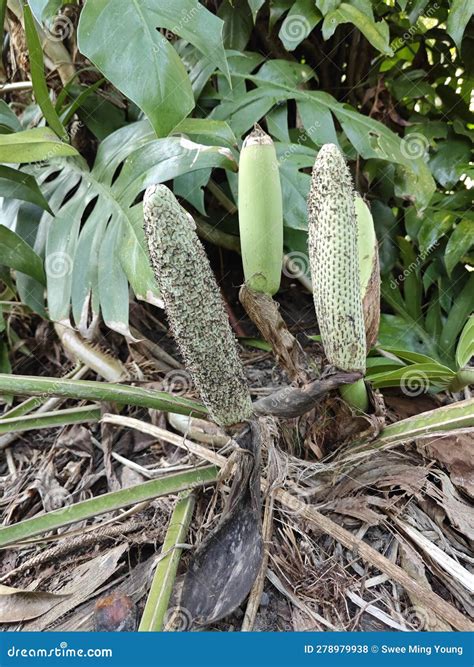 El Fruto De Monstera Deliciosa La Planta Verde Que Se Extiende Foto De