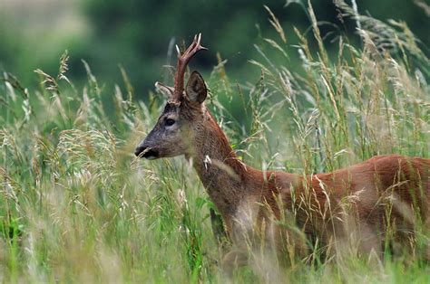 VALCHIUSELLA - OSSERVATORIO FAUNISTICO: CAPRIOLO
