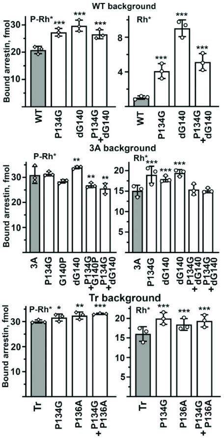 Combinations Of Binding Enhancing Mutations Do Not Yield Additive