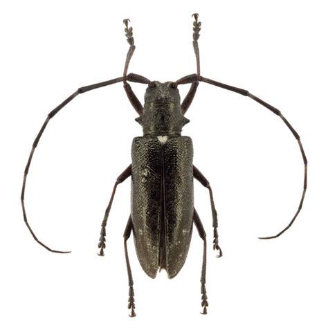 Monochamus Scutellatus · Naturalista Colombia