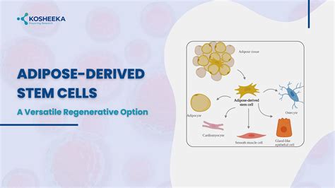 Adipose Derived Stem Cells Benefits Applications And Research