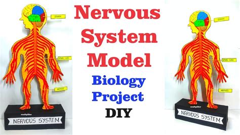 Nervous System Model For Science Exhibition Biology Model