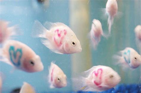 Heart Fish Sex Toys For Cannabis Enthusiasts