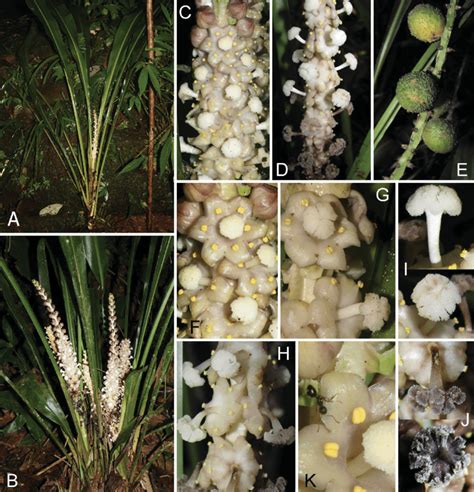 Tupistra Khangii A Flowering Plant In Locus Classicus Type Specimen