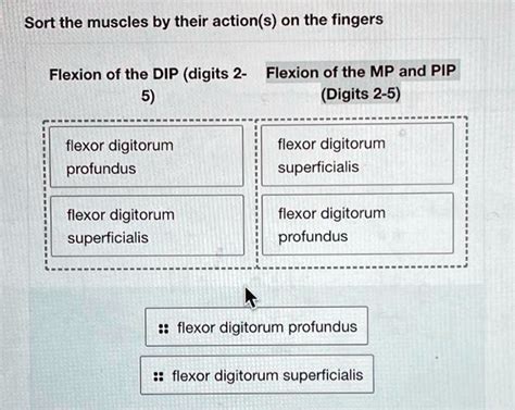 Sort The Muscles By Their Action S On The Fingers Flexion Of The Dip
