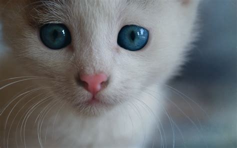 Katten Wallpapers Katten Fotos
