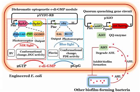 Schematic Illustration Of The Gene Circuits In Engineered E Coli