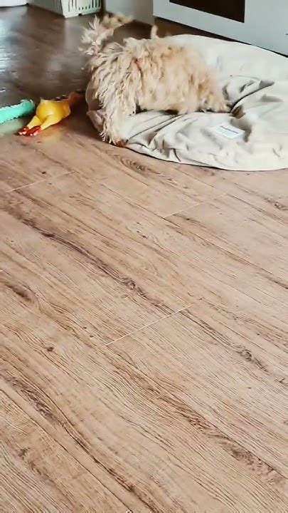 구찌는 보리언니 집에서 놀고있어요 좋은가봐 Youtube