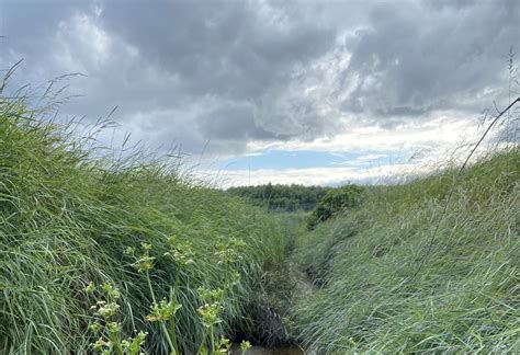 Habitat Classification Environmental Consulting Fitzggerald Ecology