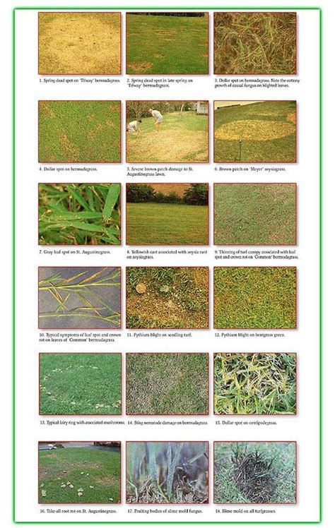 How To Identify Lawn Diseases · All Around The House